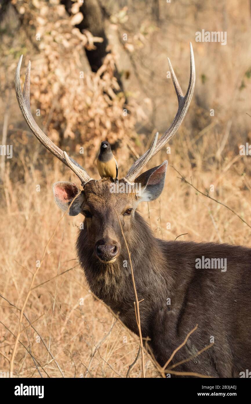 Sambar deer in forest national hi-res stock photography and images - Alamy