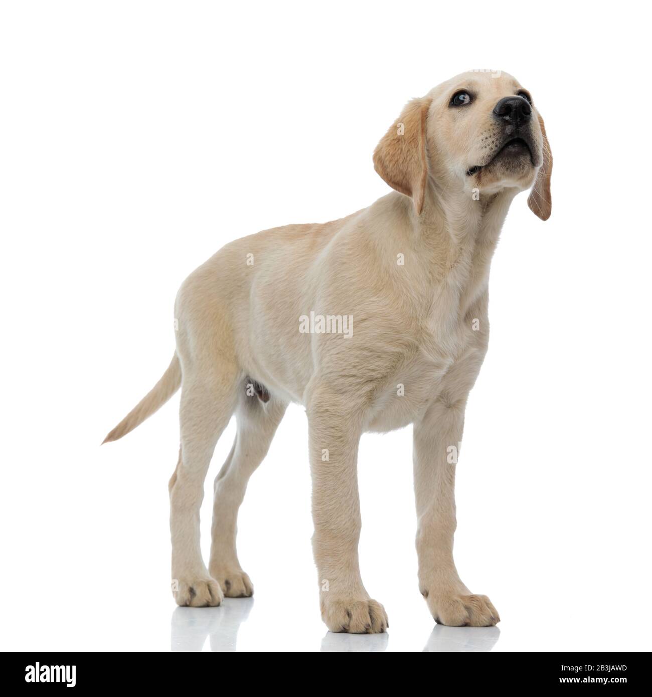 Doubtful dog hi-res stock photography and images - Alamy