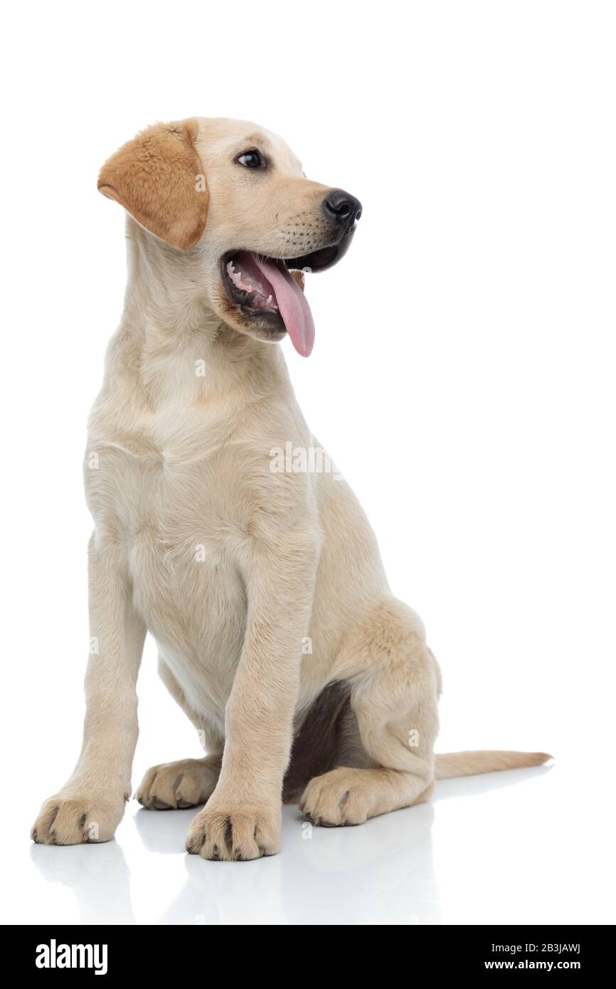 happy little labrador retriever puppy dog panting and looking to side ...