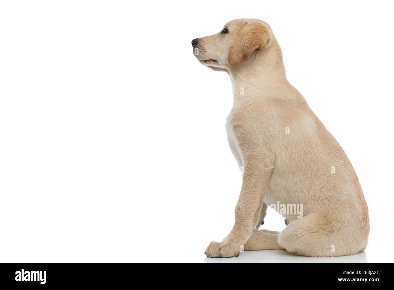 side view of a cute seated labrador retriever puppy looking up at ...