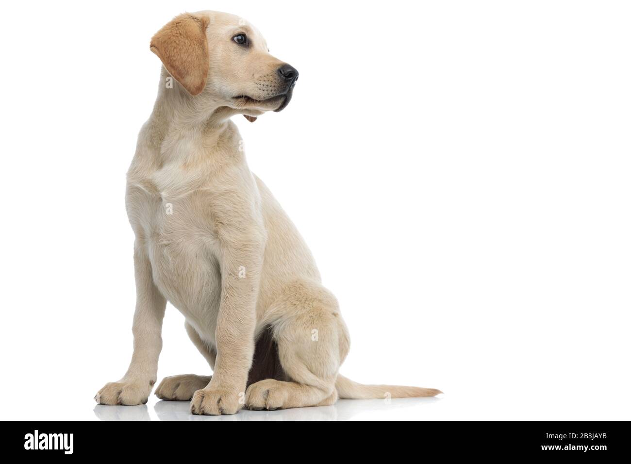 full body picture of a cute labrador retriever puppy looking away to ...