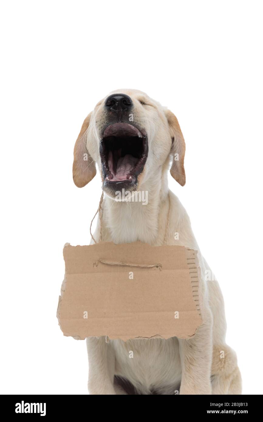 desperate homeless labrador retriever is screaming loud to promote ...