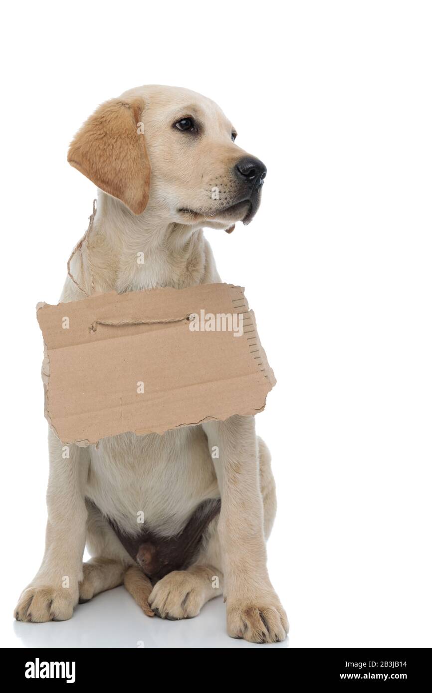 cute homeless labrador retriever puppy wearing a blank sign at its neck ...