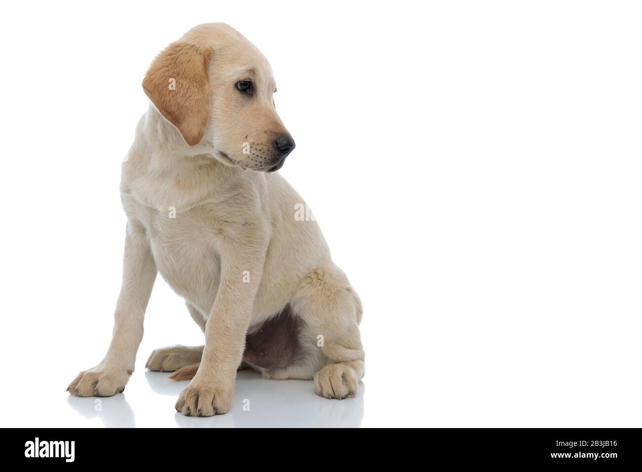 seated little labrador retriever puppy looks away to side on white ...