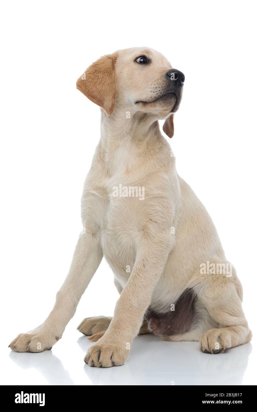 worried little labrador retriever puppy dog looks to side over its ...