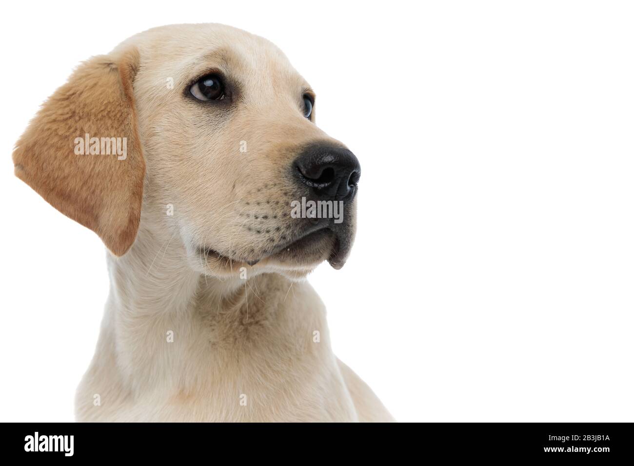 side view of a labrador retriever's face looking up at something on ...