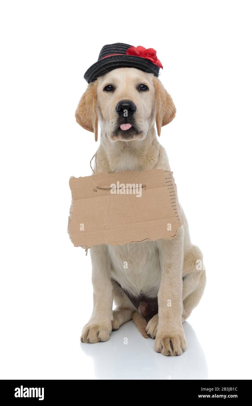 adorable homeless labrador retriever puppy wearing hat and a sign ...