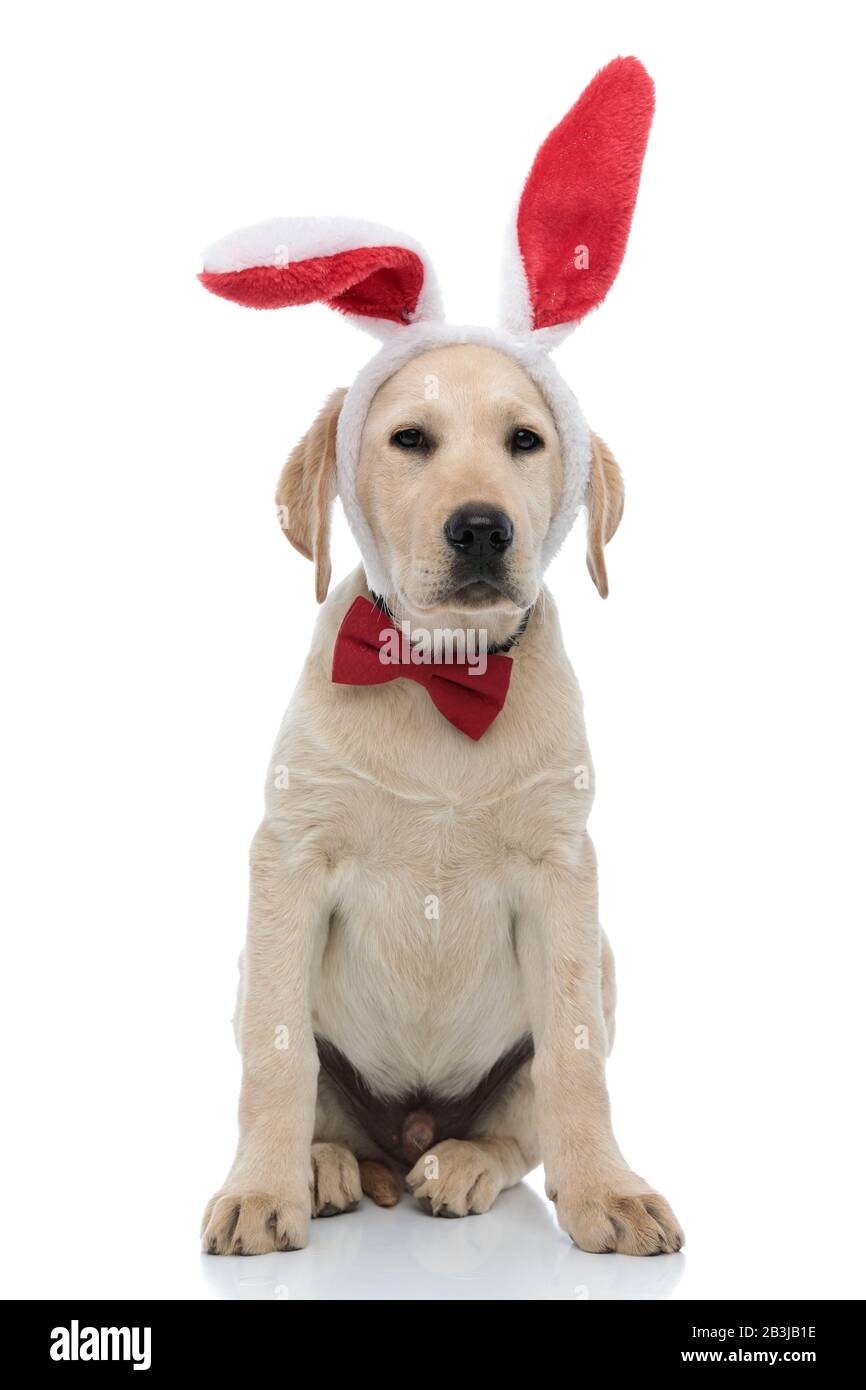 tired labrador retriever puppy dressed as easter bunny with red big ...