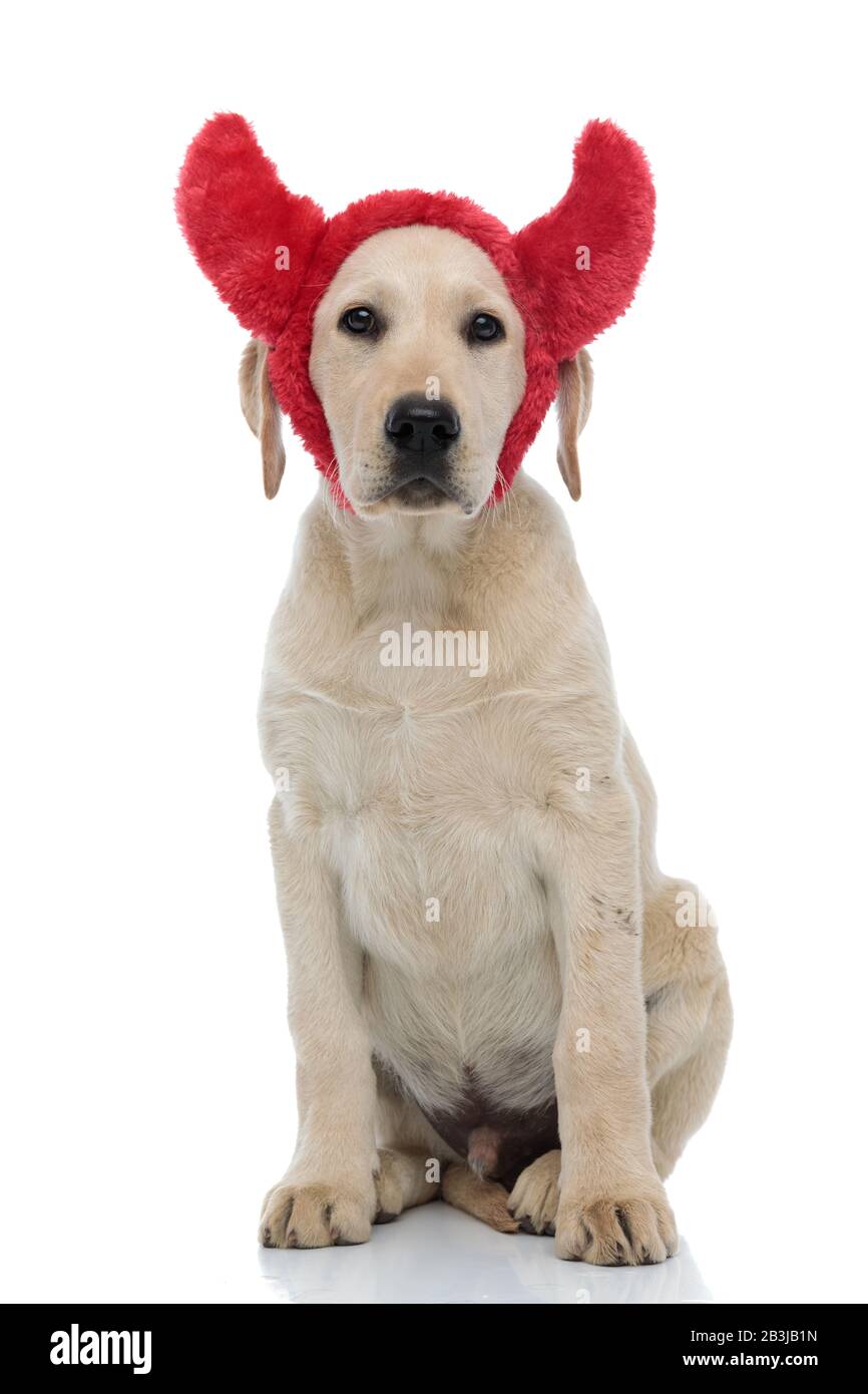 cute labrador retriever wearing devil horns while sitting on white ...