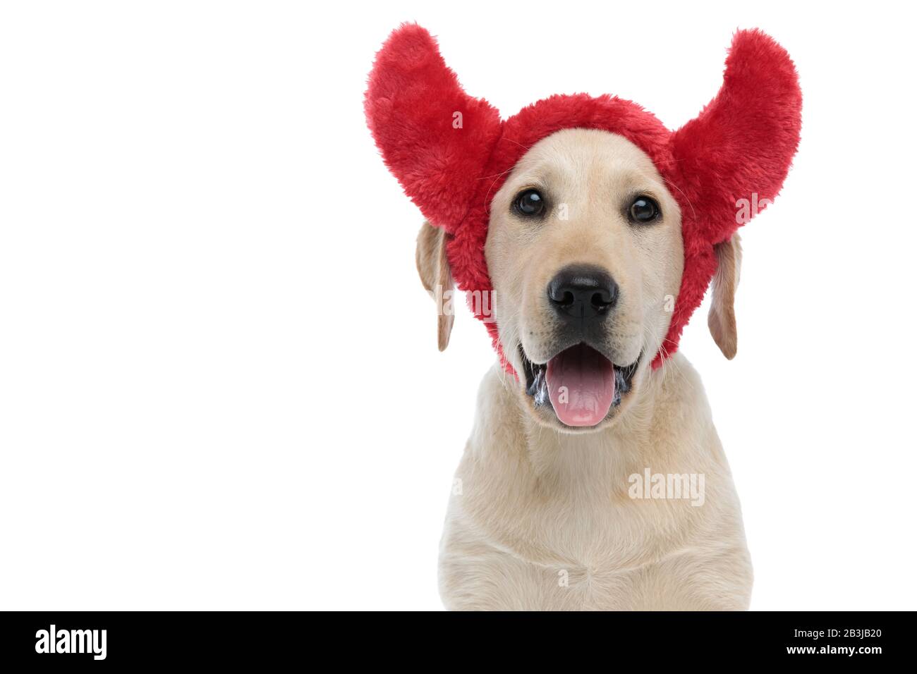 happy labrador retriever puppy dog wearing devil horns for halloween ...
