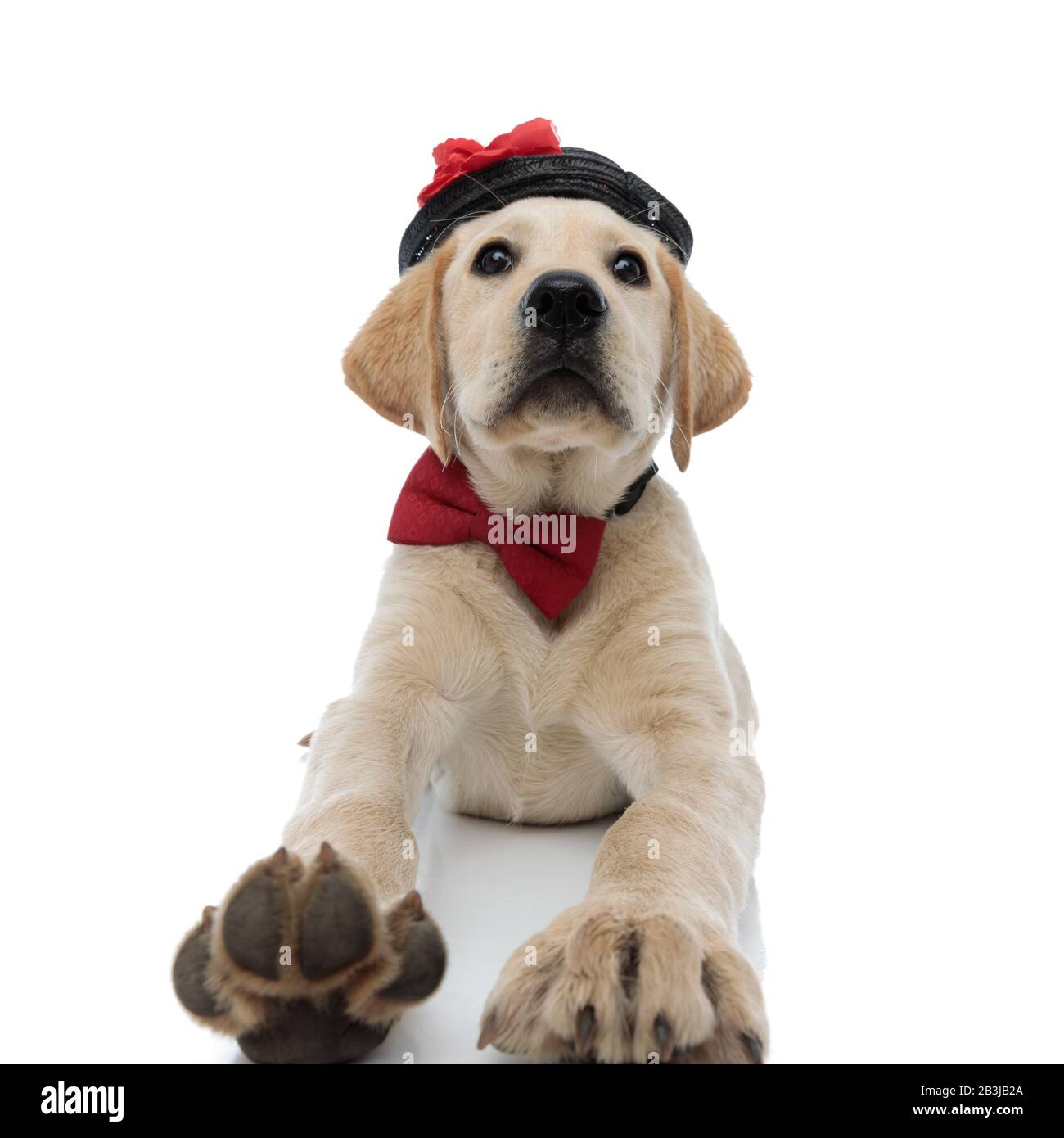 funny labrador retriever puppy stretches its legs while lying down on ...