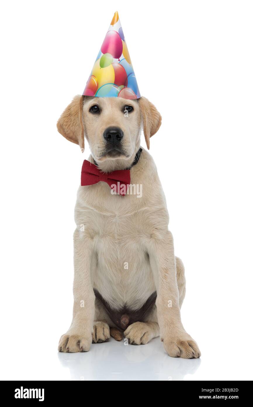 curious birthday labrador retriever looks to side while sitting on ...