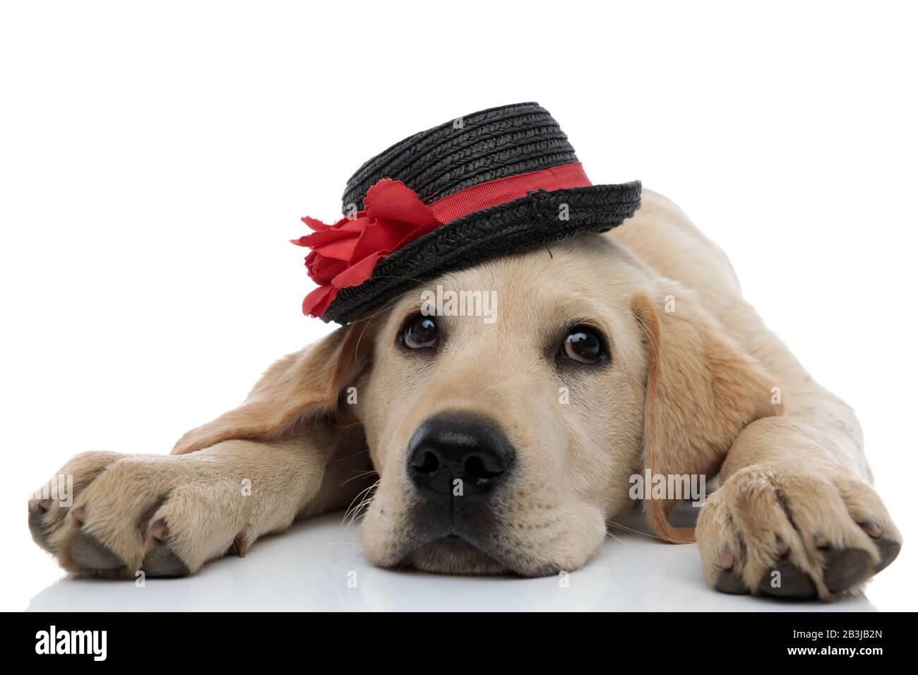 tired labrador retriever puppy wearing a black and red hat lying down ...