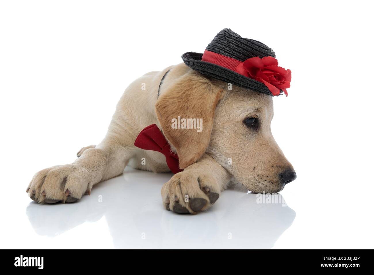 sad cute labrador retriever puppy resting its head on paws while lying ...