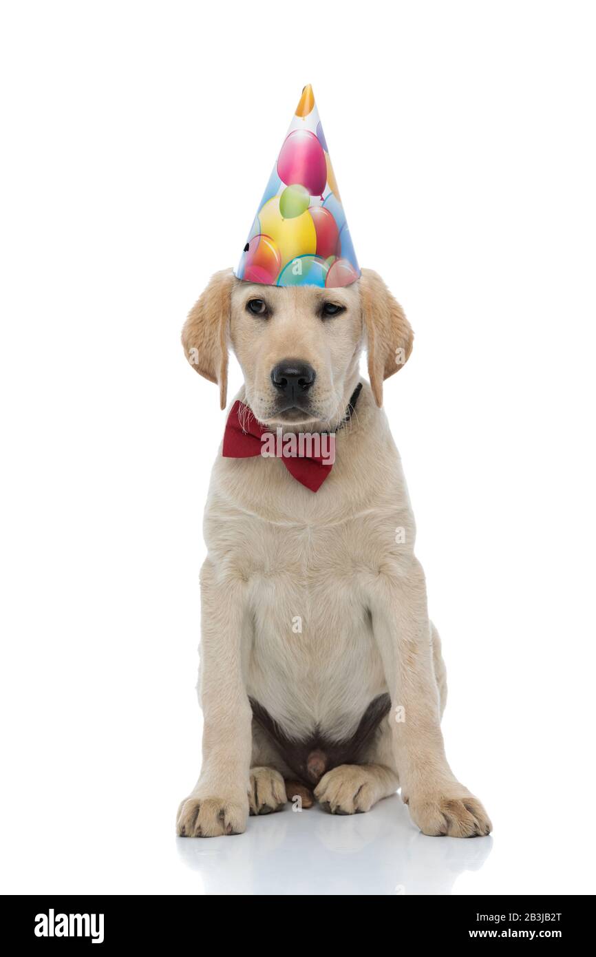 suspicious labrador retriever wearing party costume looks to side on ...