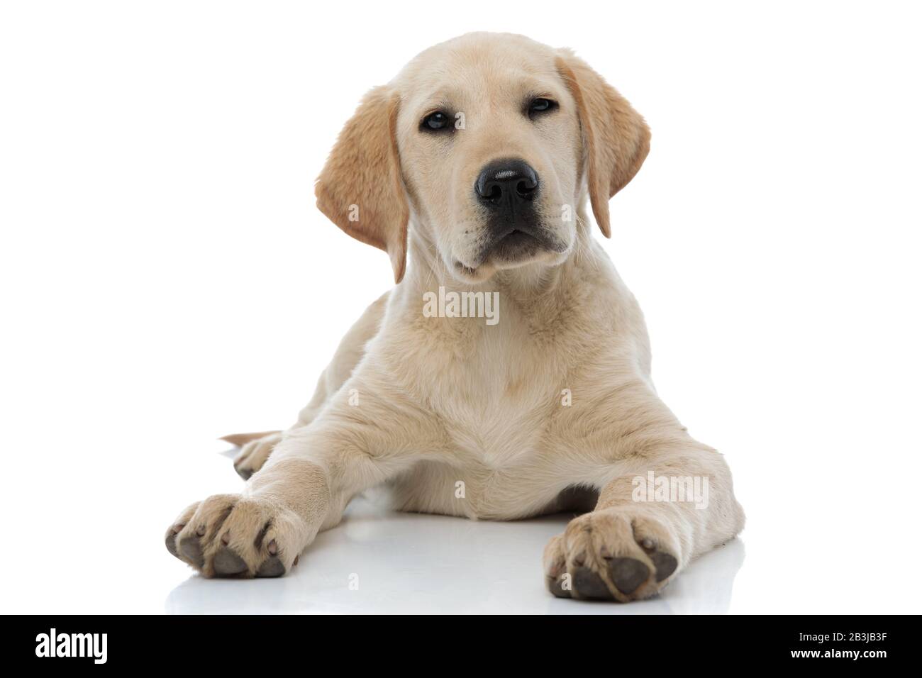 labrador retriever puppy dog lying down on white background Stock Photo ...