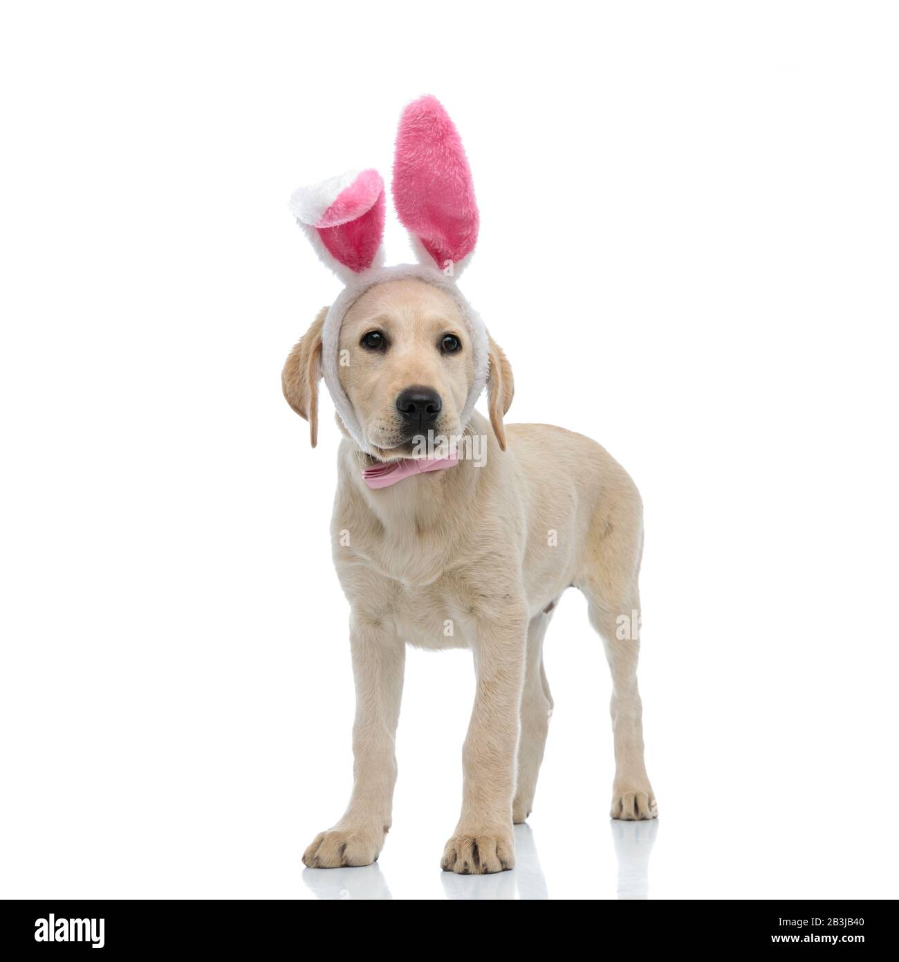 standing labrador retriever puppy wearing easter bunny costume looks a ...