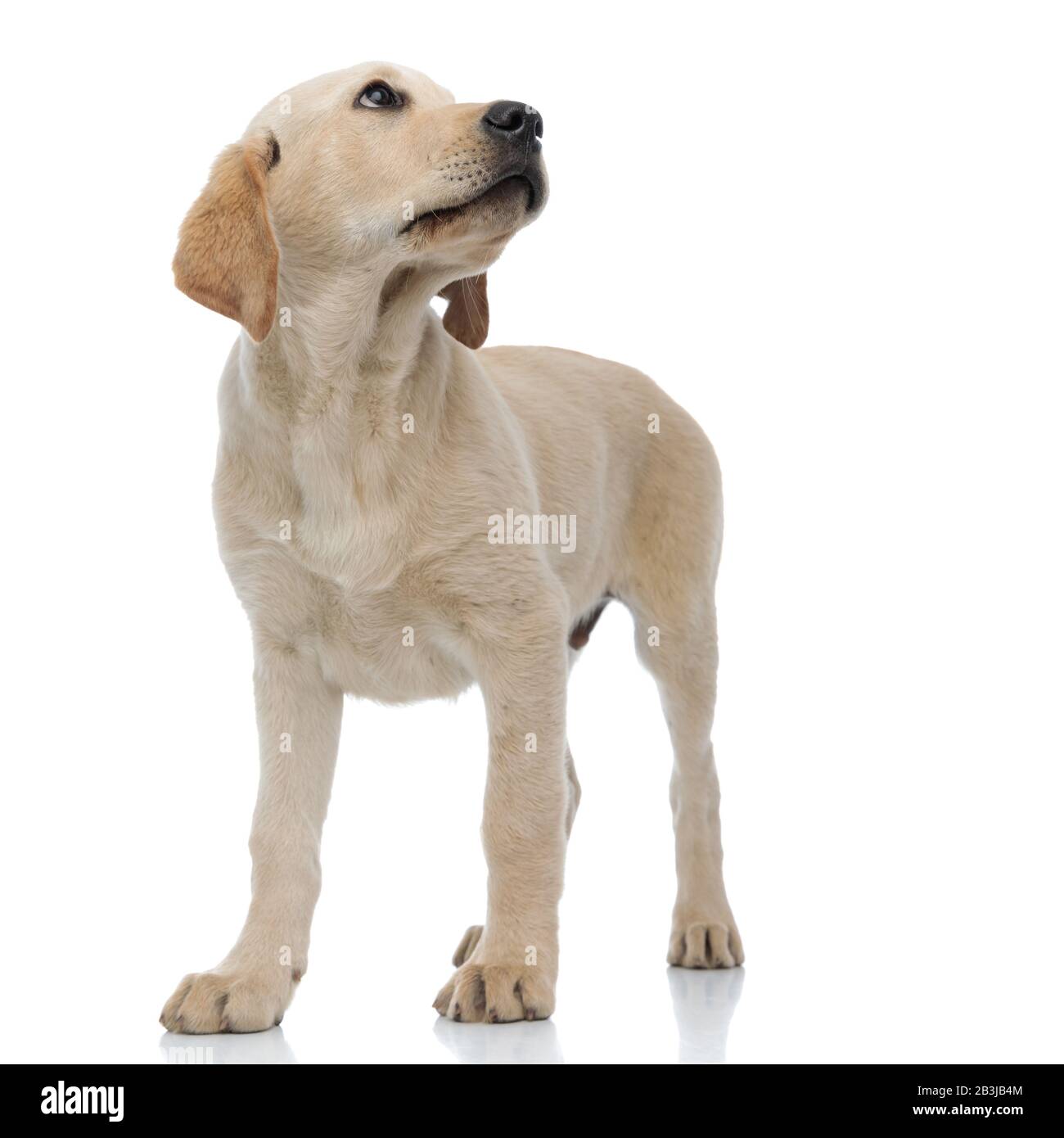 sad labrador retriever looks up with caution on white background Stock ...