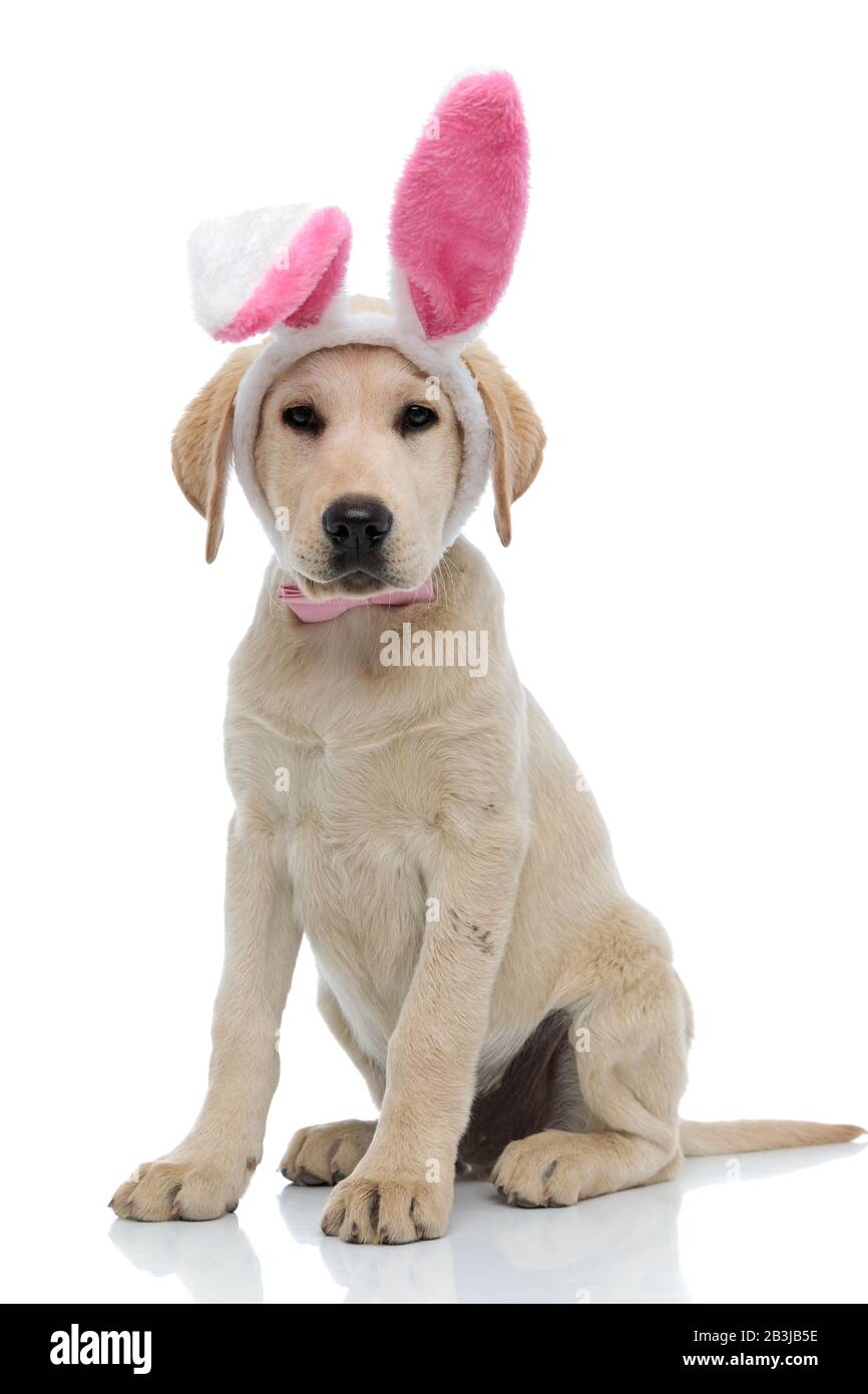 curious little labrador retriever puppy wearing easter bunny ears and ...