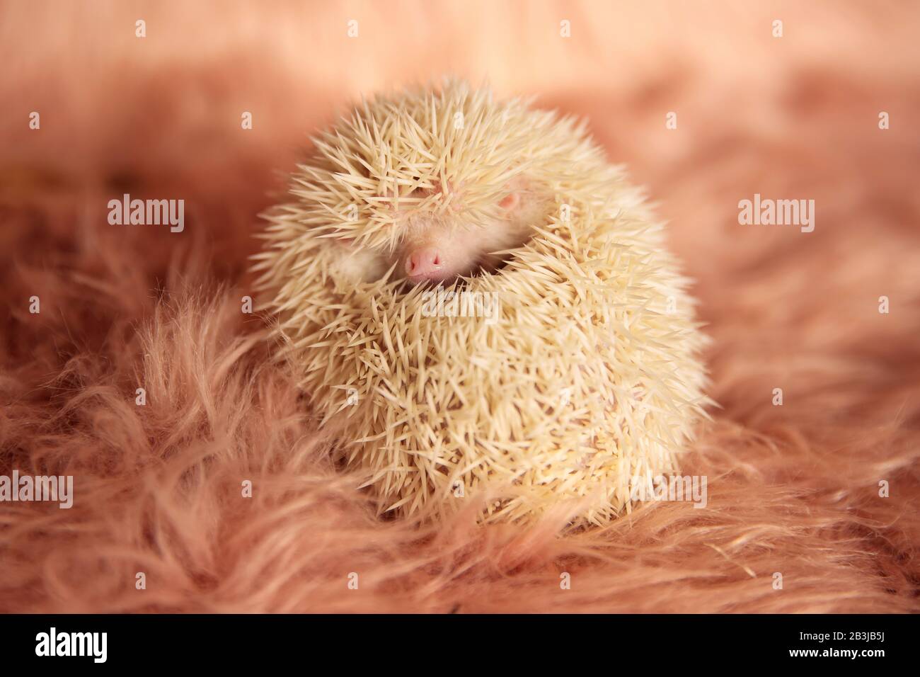 adorable tiny hedgehog laying down on its back while playfully hiding ...