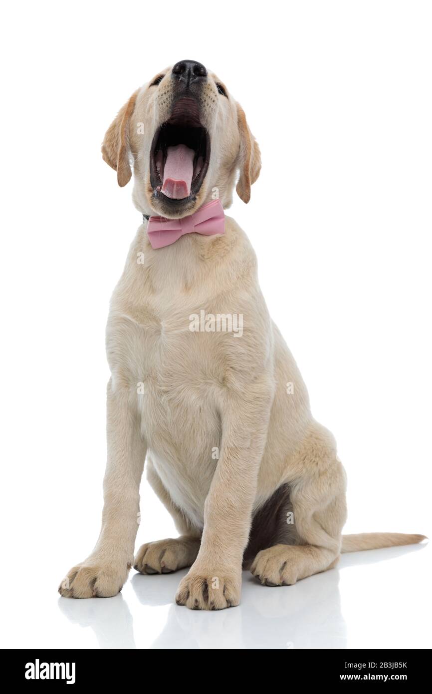 yawning little labrador retriever puppy wearing pink bow tie looks like ...