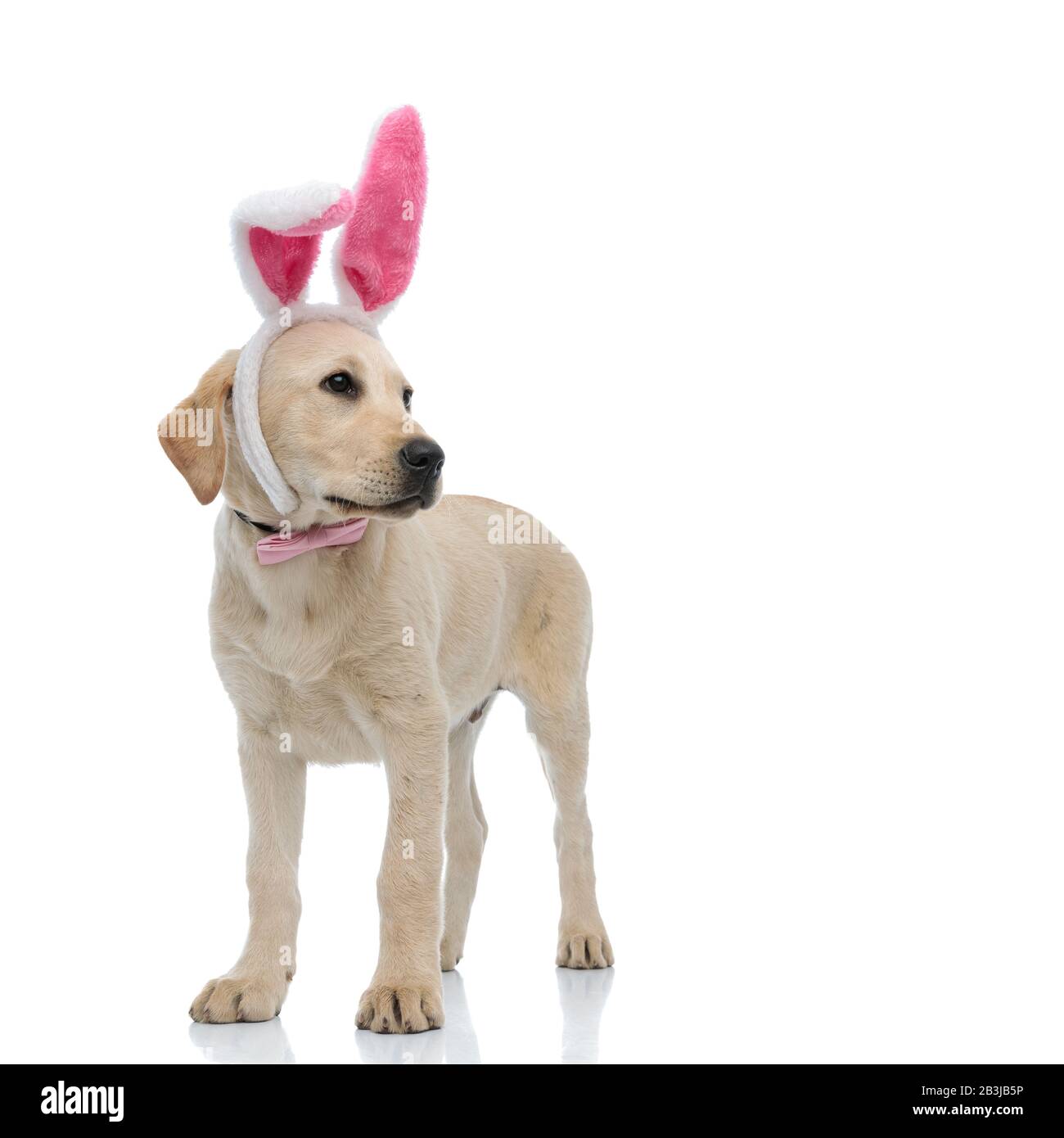 adorable labrador retriever puppy wearing easter bunny ears and bow tie ...