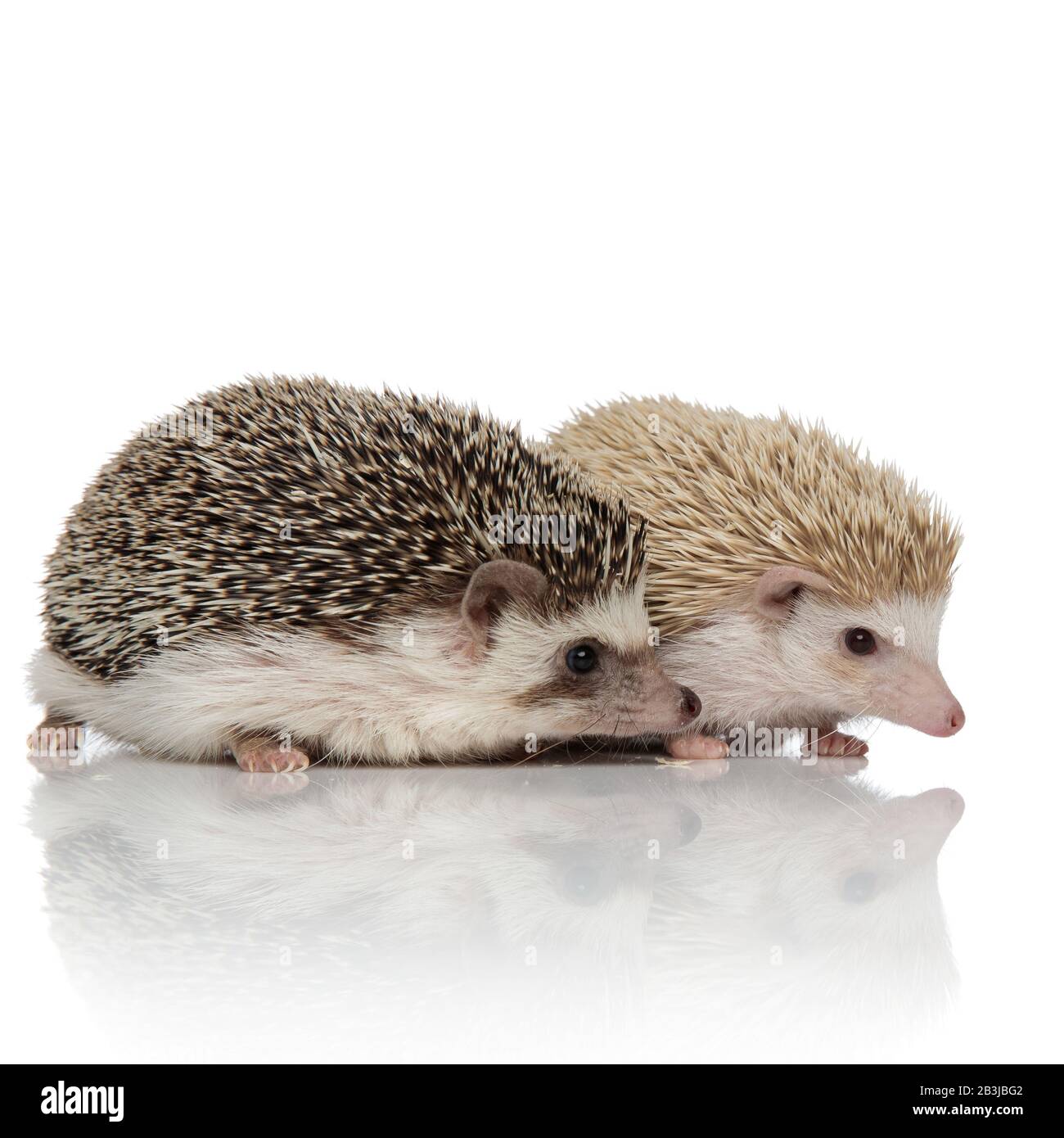 side view of couple of two adorable hedgehogs standing isolated side by ...