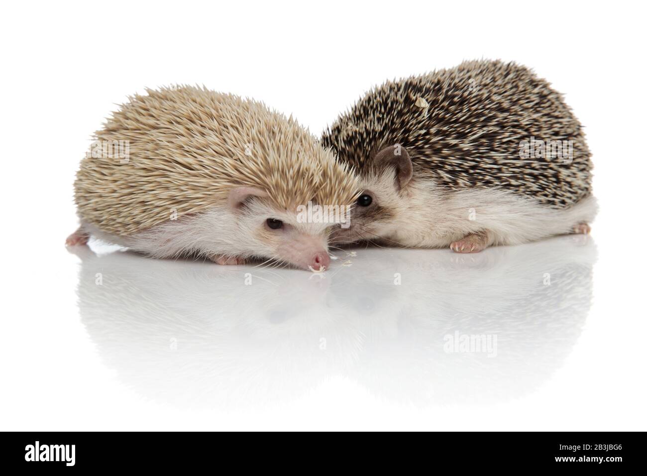 couple of two adorable hedgehogs cuddling and standing isolated face to face on white background ...