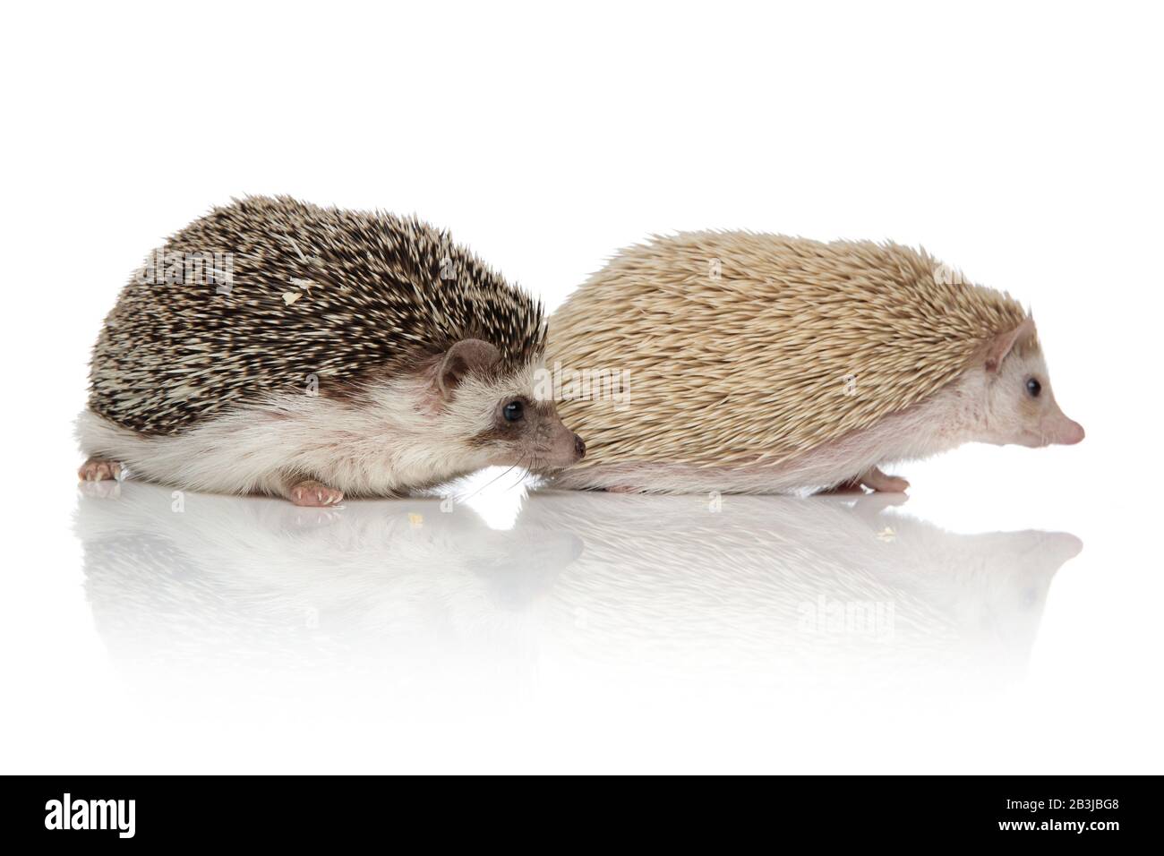couple of two adorable hedgehogs standing one in front of the other one ...