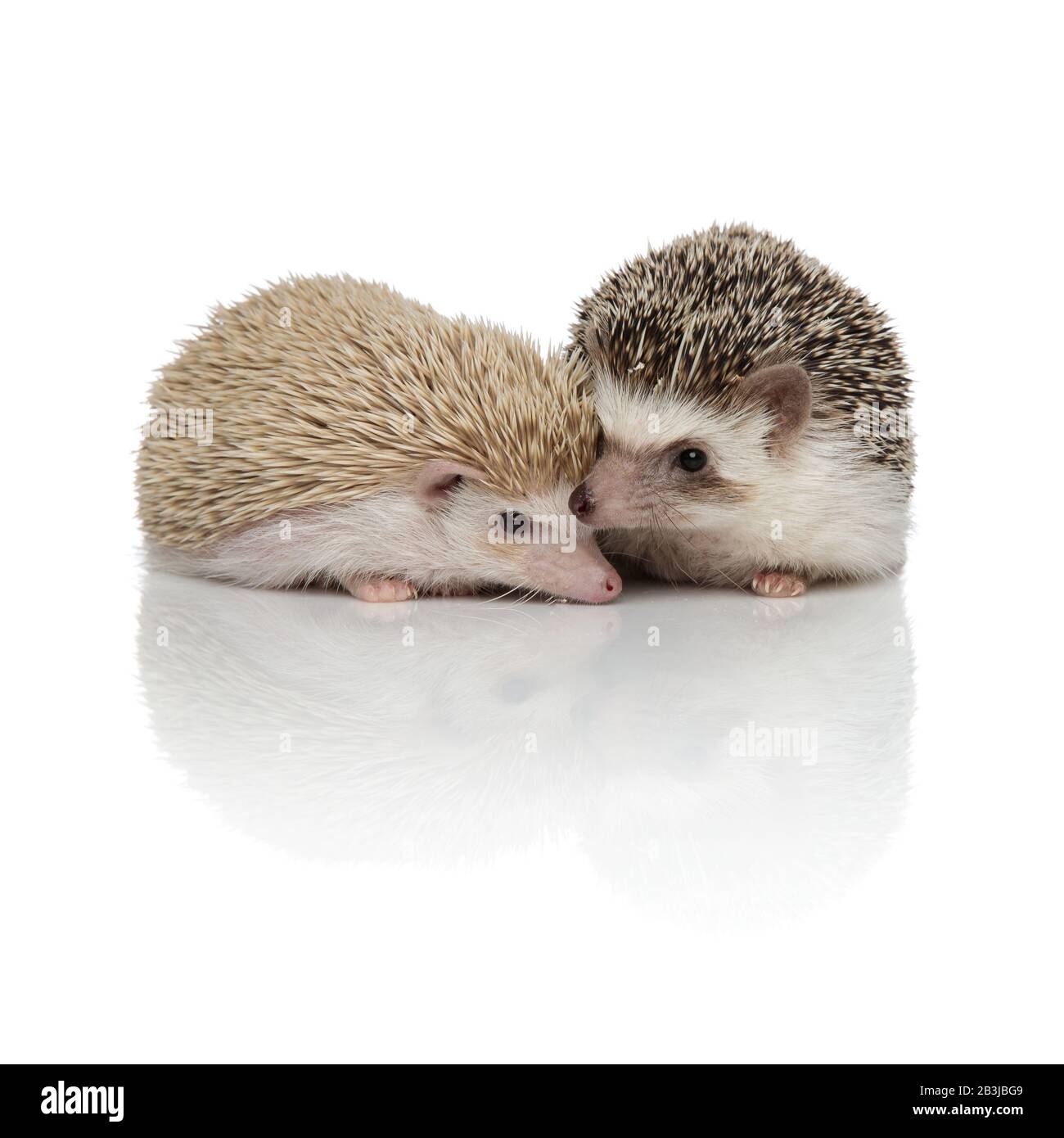 couple of two adorable hedgehogs standing side by side on white ...