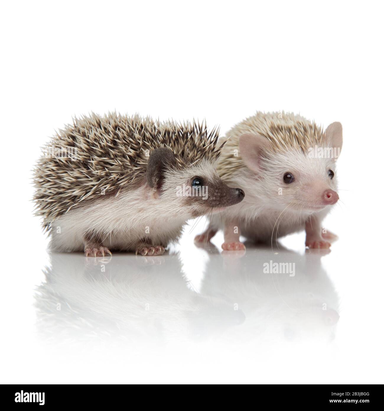 couple of two adorable hedgehogs standing side by side, looking at each ...