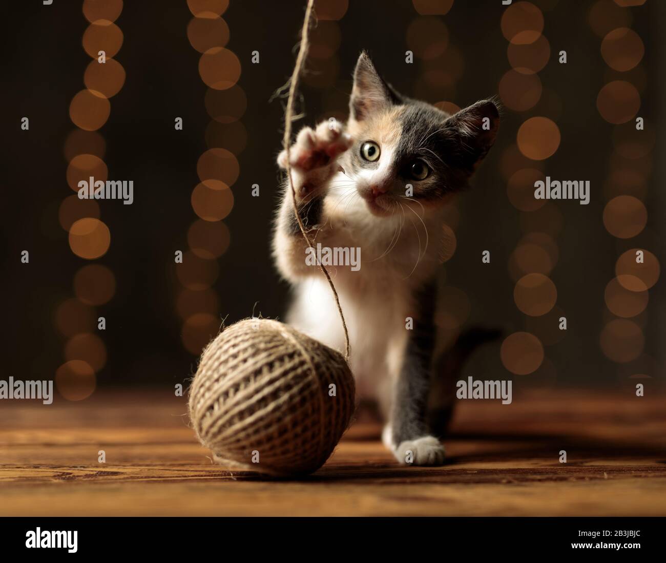 pretty Metis cat with gray white fur is sitting and grabbing with her ...