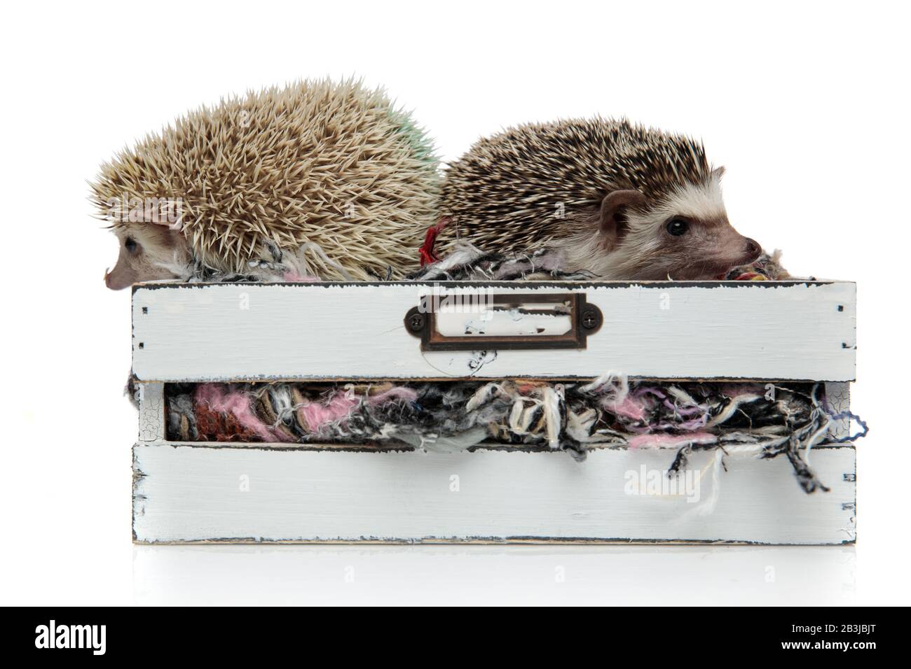 couple of two adorable hedgehogs standing back to back in a box with ...