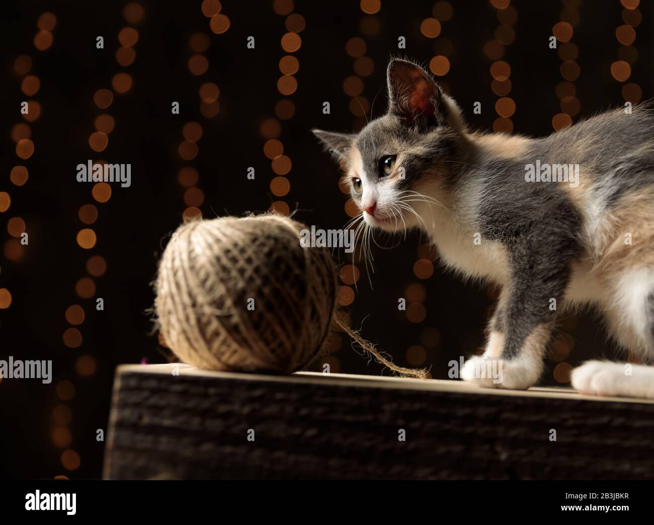 side view of a lovely Metis cat with gray white fur sitting next to a ...