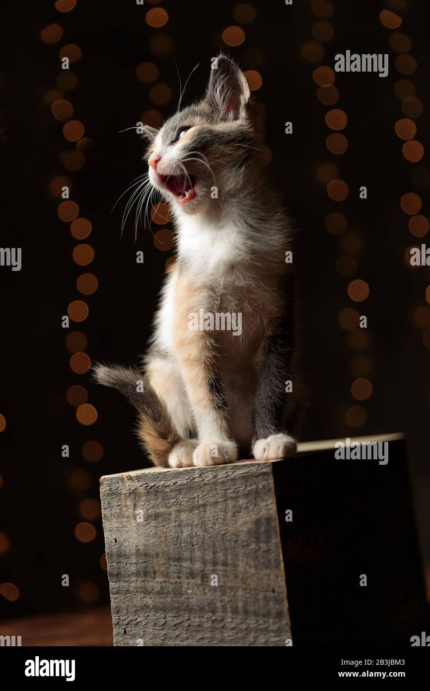 young Metis cat with gray white fur sitting on wooden box with open ...