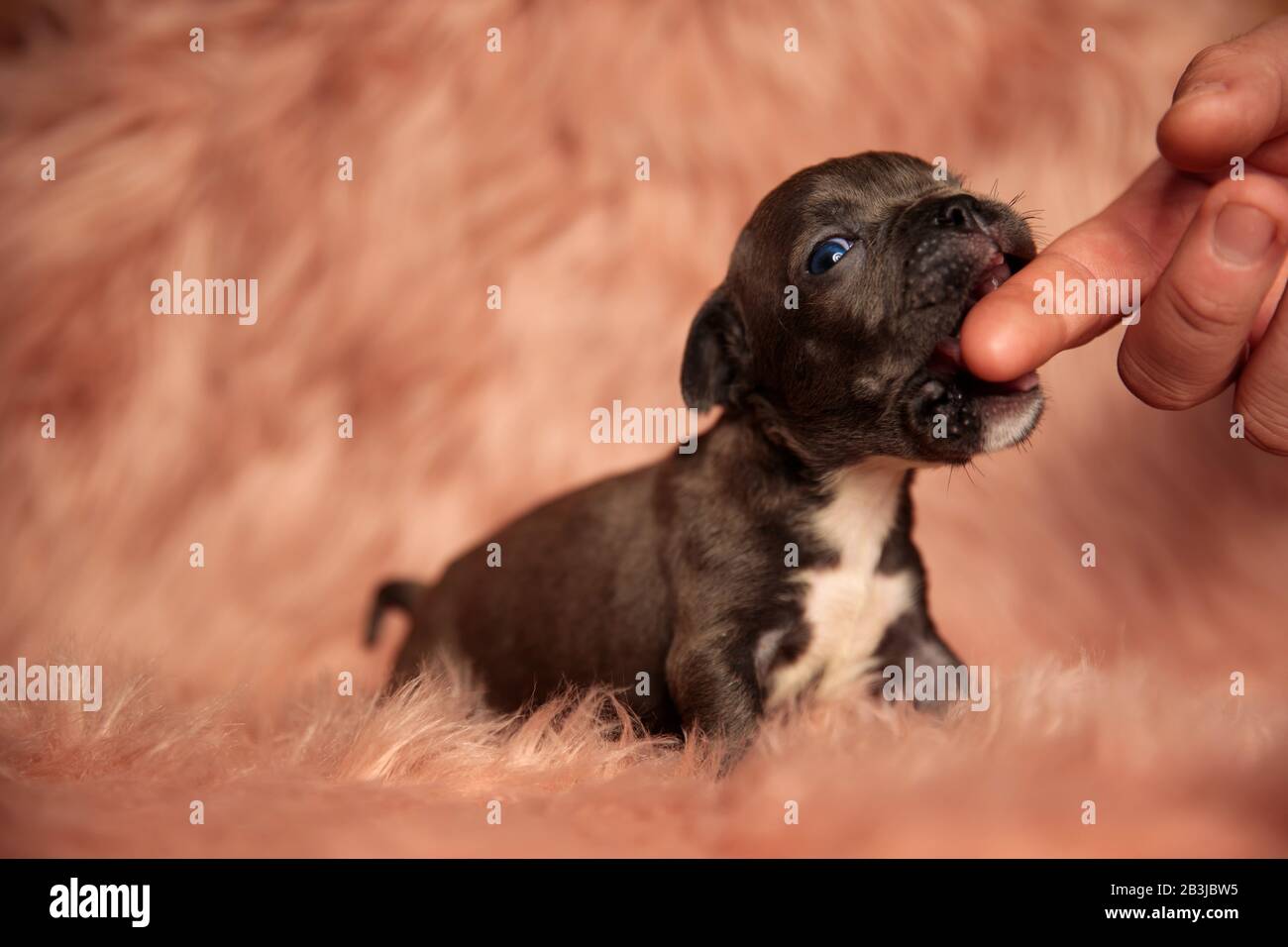 side view of a dog biting a person's finger with mouth wide open in a ...
