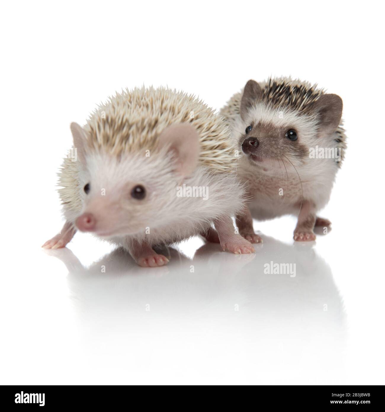 couple of two cute hedgehogs looking up, walking isolated side by side ...