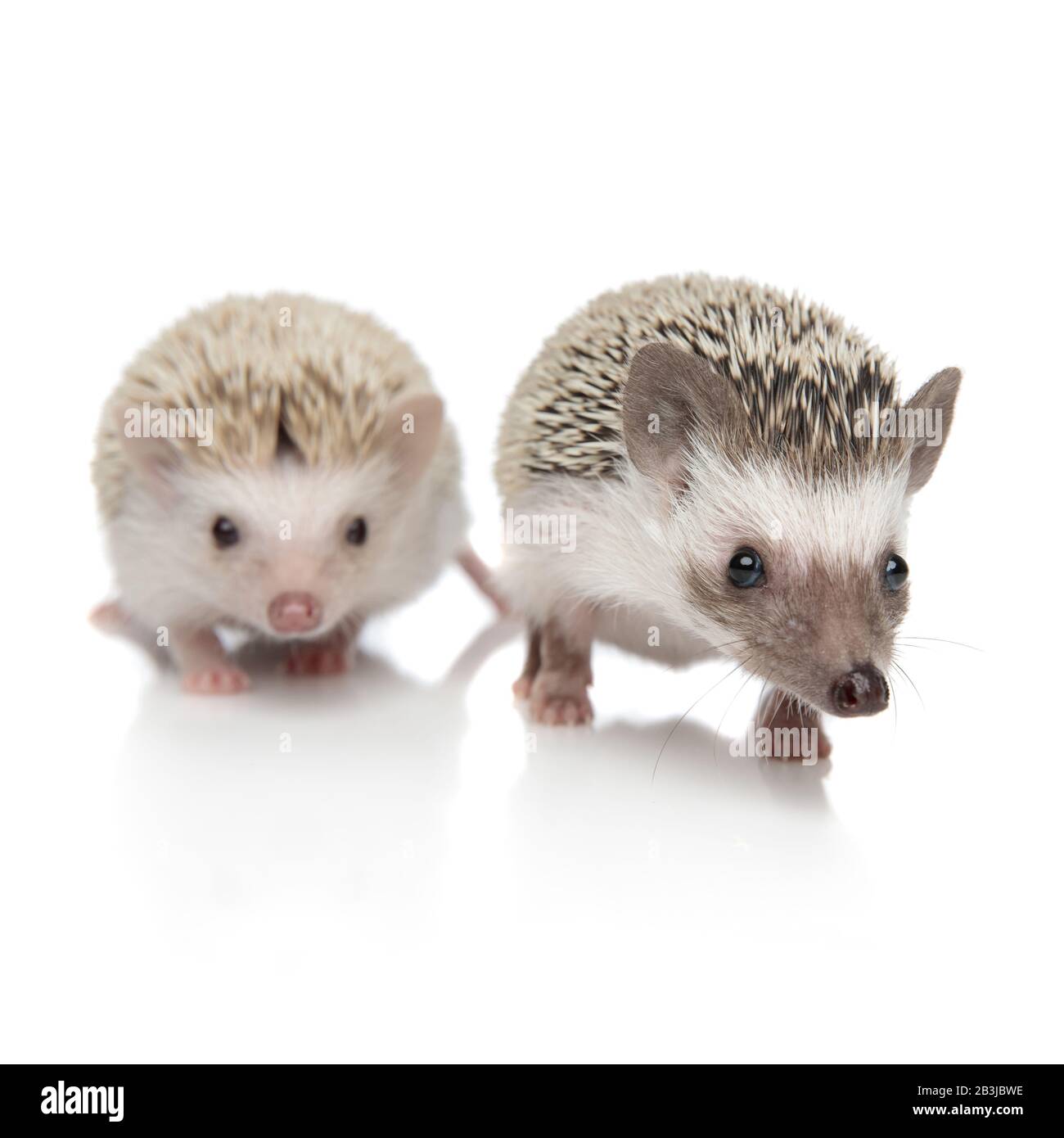 couple of two adorable hedgehogs walking one in front of the other on ...
