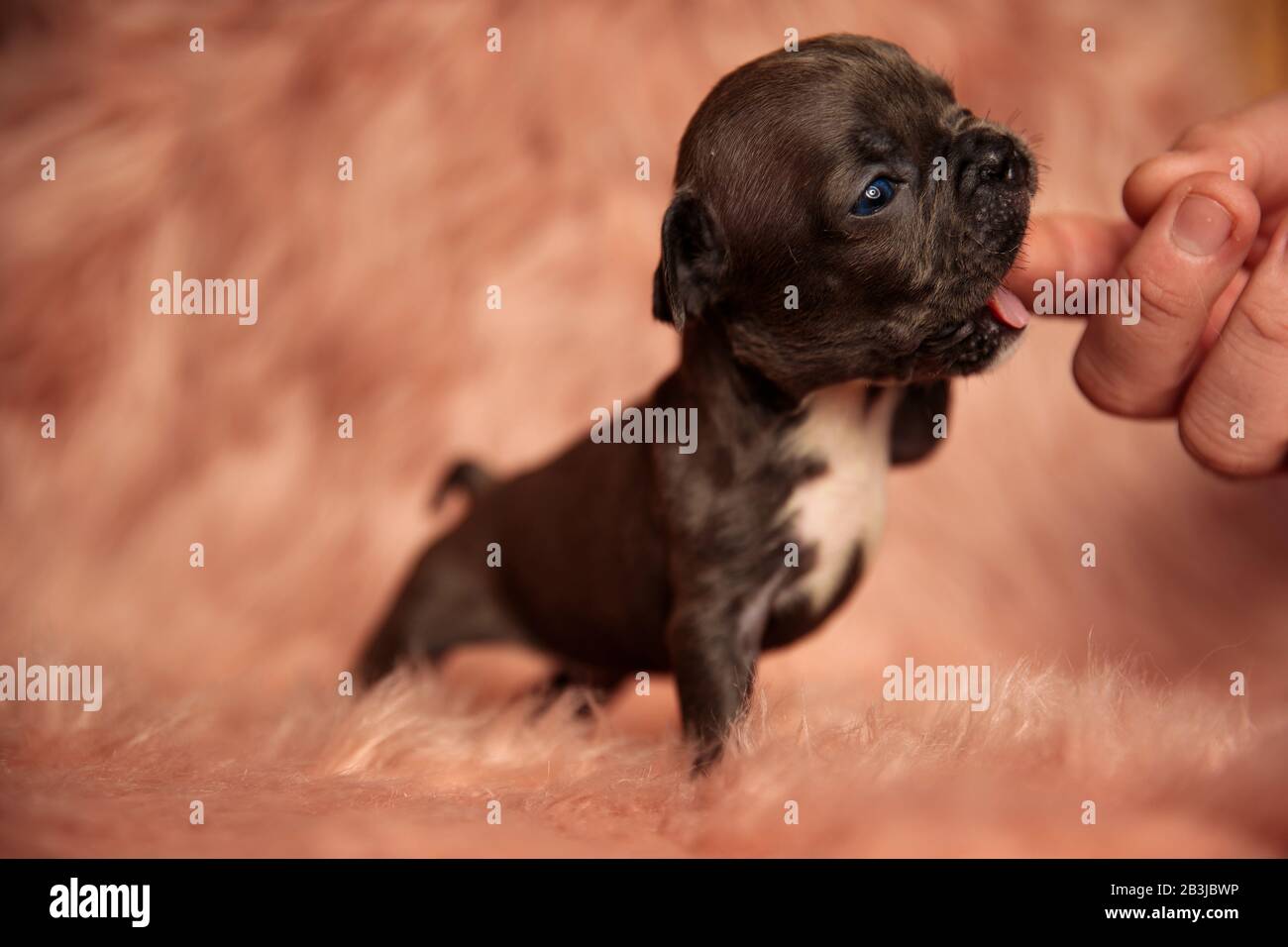 side view of a dog biting a person's finger in a fluffy environment ...