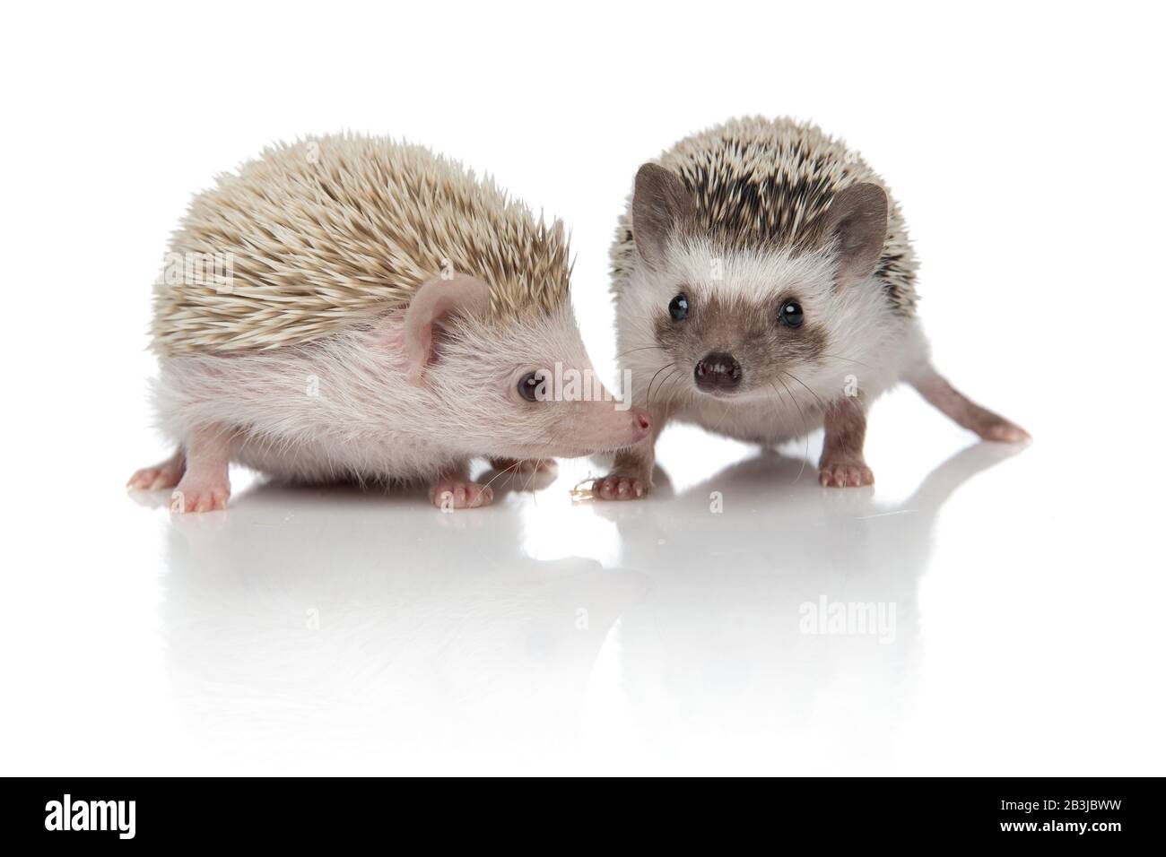 couple of two hedgehogs standing side by side on white background, full ...