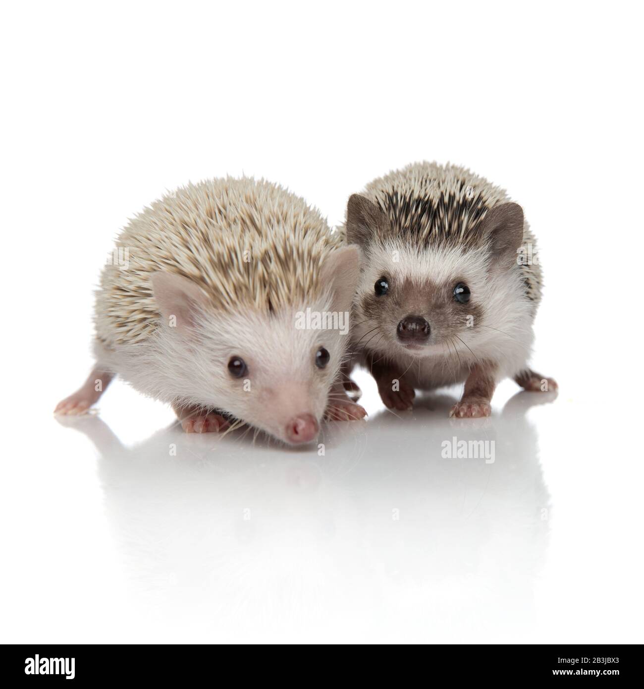 Hedgehogs walking hi-res stock photography and images - Alamy