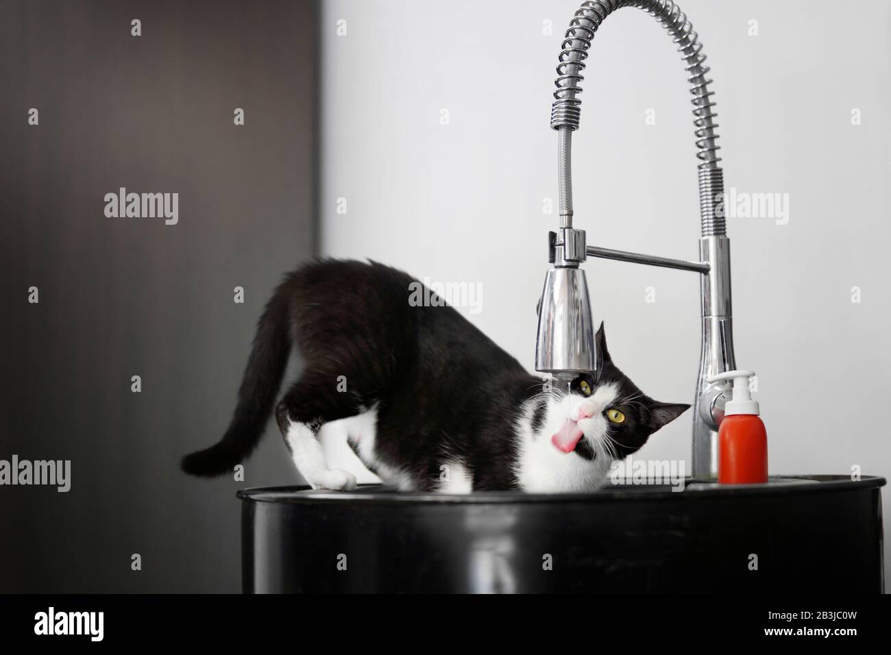 Black and white cat drinking water from kitchen sink faucet Stock Photo ...
