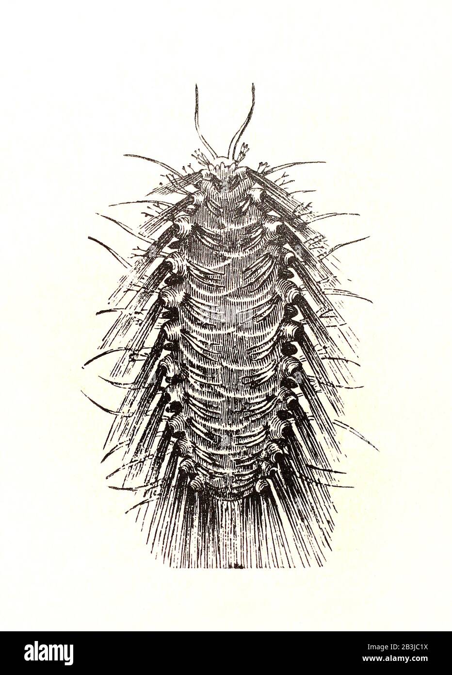 Hermione hystrix hi-res stock photography and images - Alamy