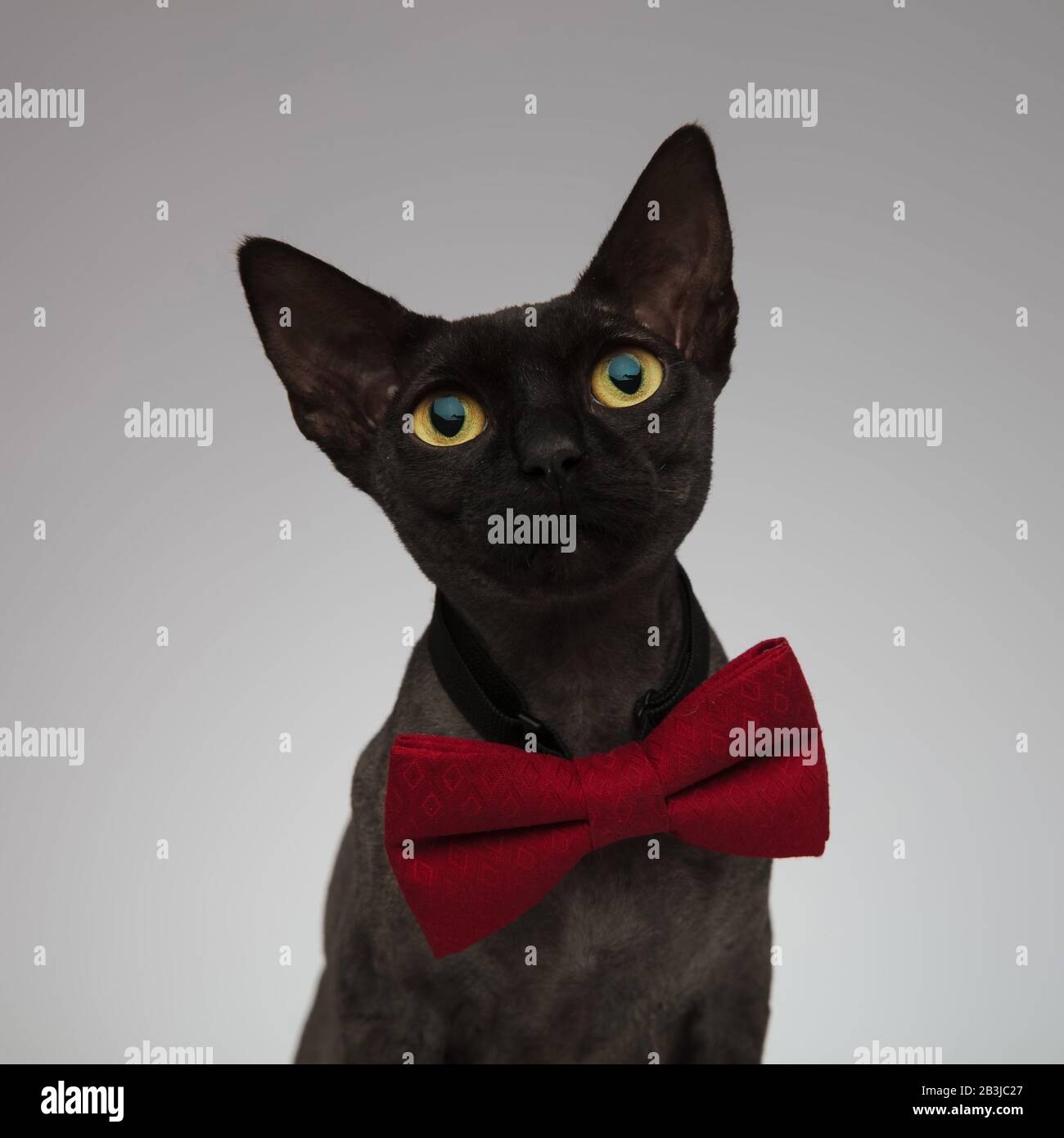 adorable metis cat looking up while wearing a red bow tie isolated on ...