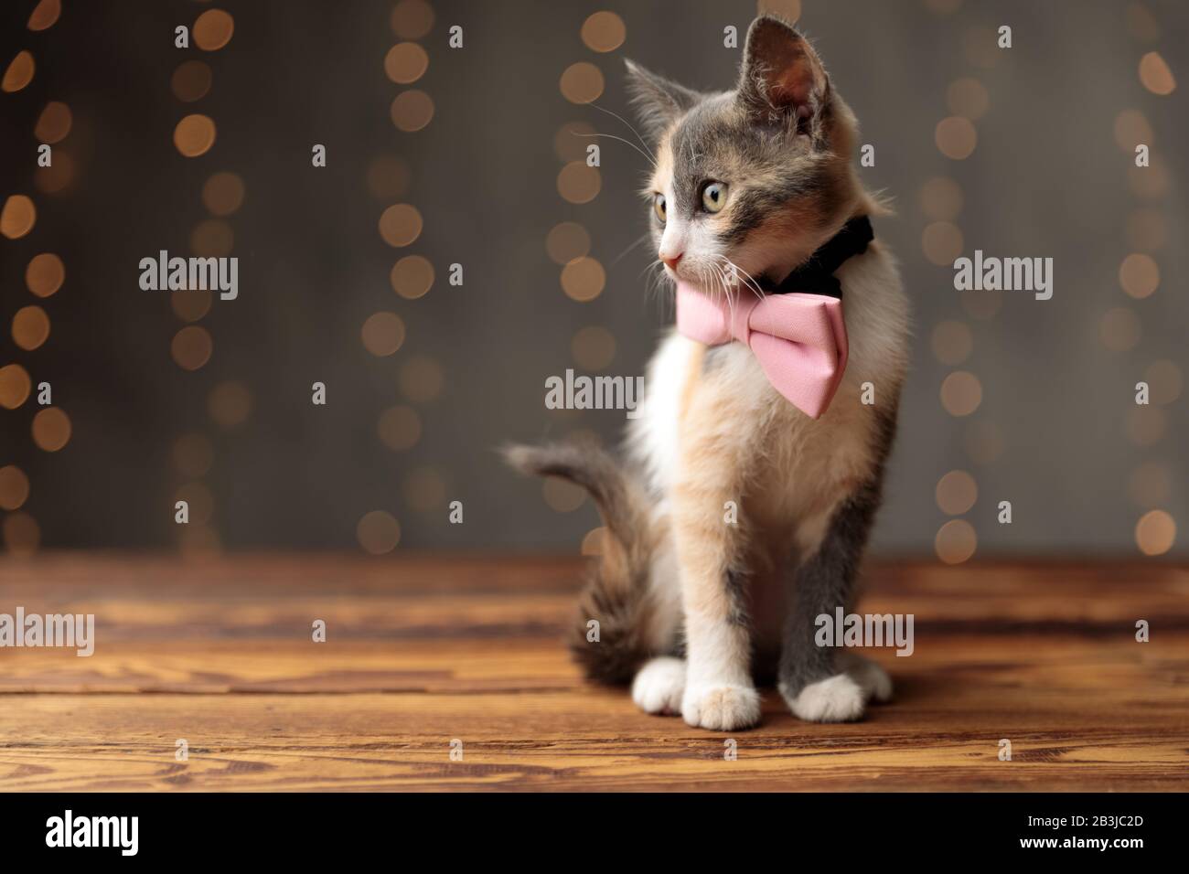 wonderful Metis cat with gray white fur and pink bow tie is sitting and ...