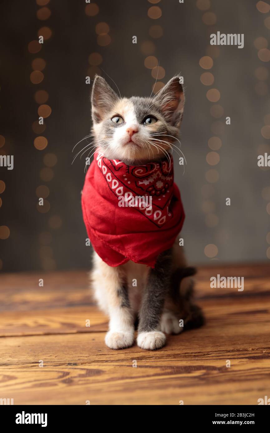 beautiful Metis cat with gray white fur and red bandana is sitting and looking up curious on ...