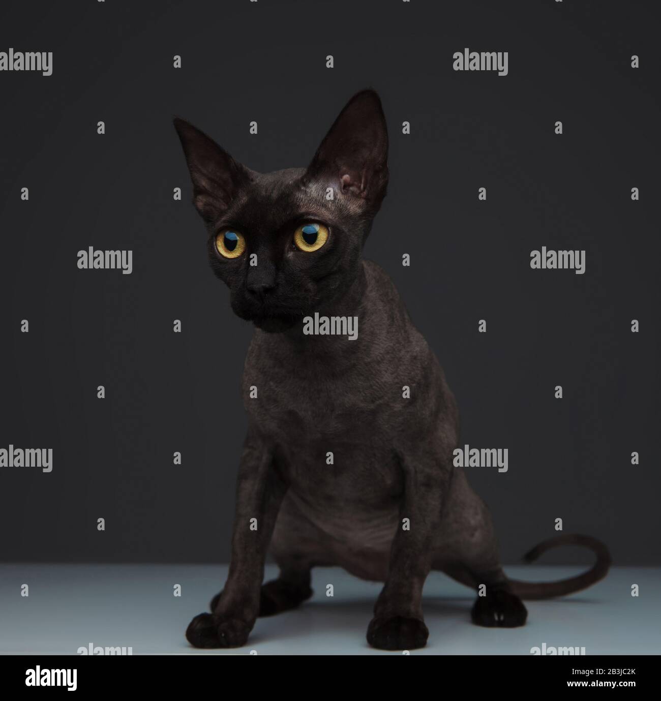 curious metis cat standing on grey background in studio, looking to ...