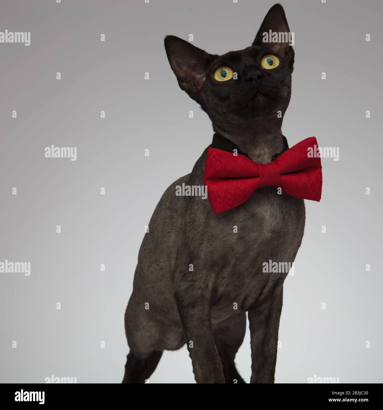 adorable metis cat wearing a bow tie, standing and looking up, isolated ...