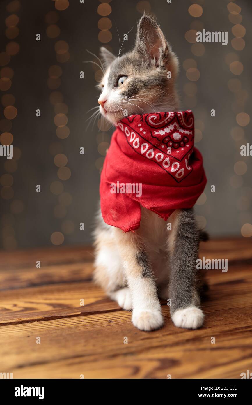 wonderful Metis cat with gray white fur and red bandana is sitting and ...