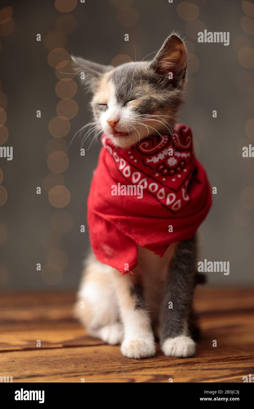 cute Metis cat with gray white fur and red bandana is sitting tired ...
